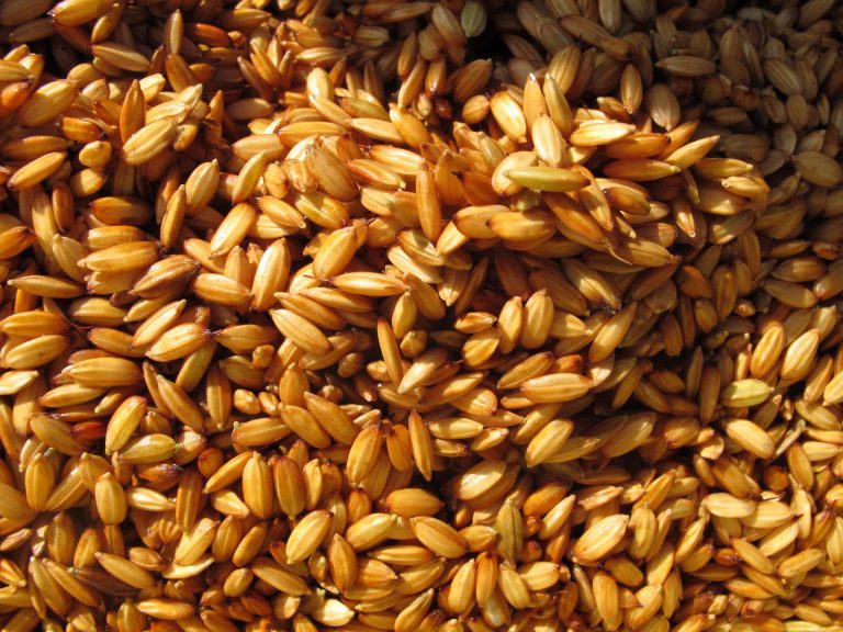 Seed Saver | Video animazione a Semi di Resistenza – LA TERRA TREMA