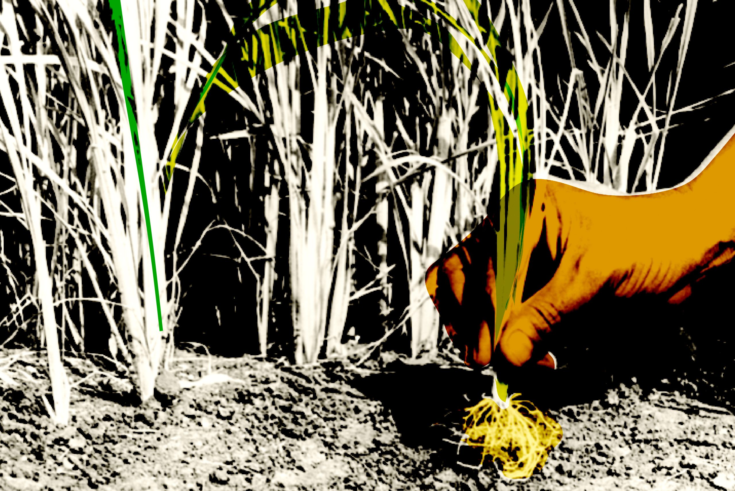 Nuovi OGM e digitalizzazione dell’agricoltura – LA TERRA TREMA